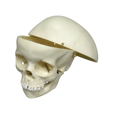 Paediatric Skull 1 1/2 Year Old | Health and Care